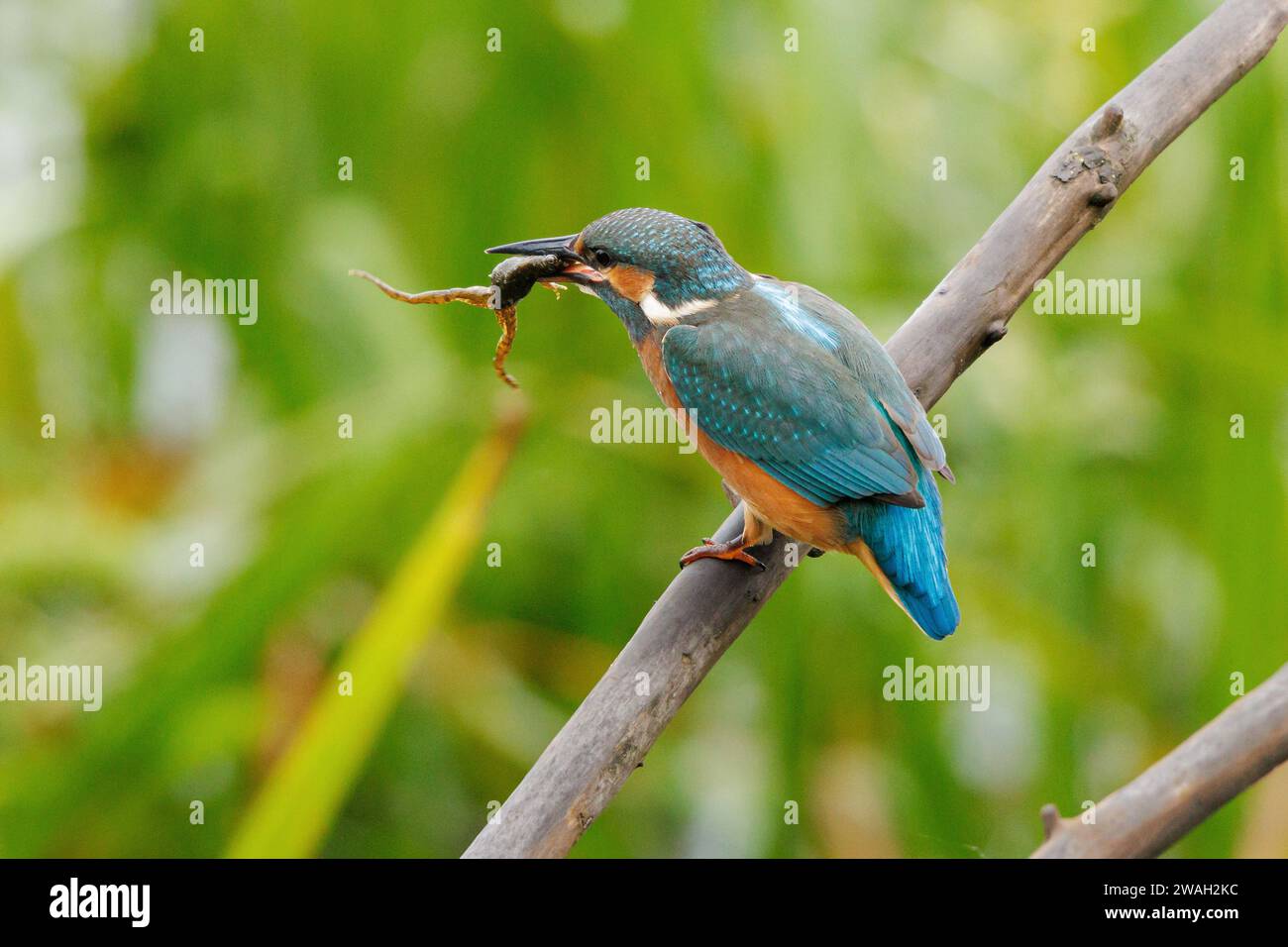 river kingfisher (Alcedo atthis), female with captured green frog in ...
