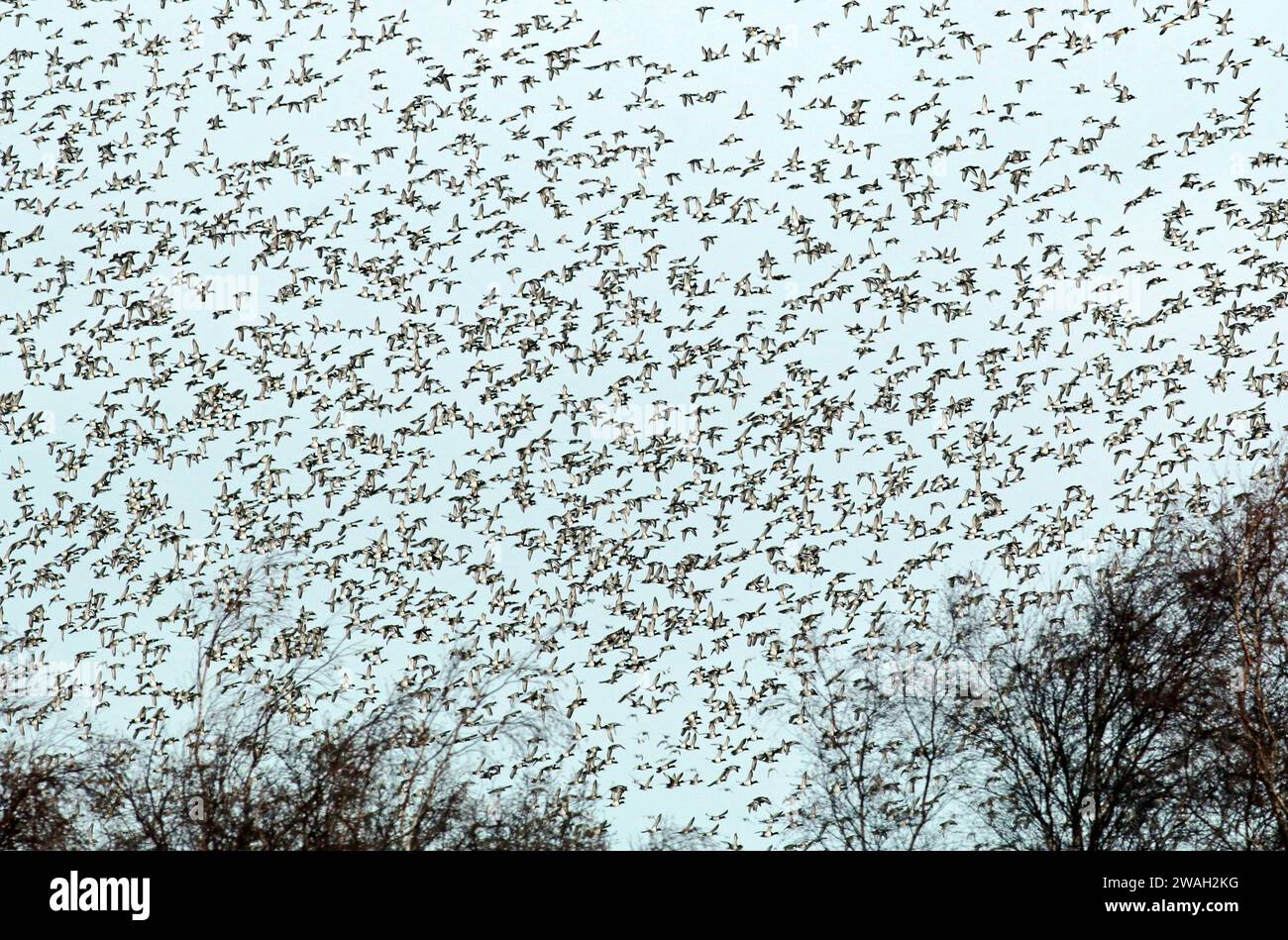 greater scaup (Aythya marila), huge flock in flight over the IJsselmeer ...