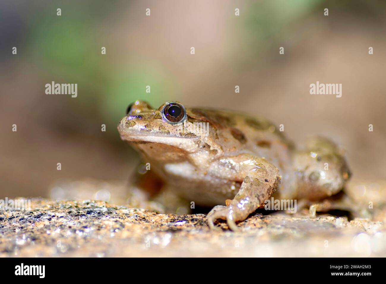 painted frog (Discoglossus pictus), sitting on the ground, France ...