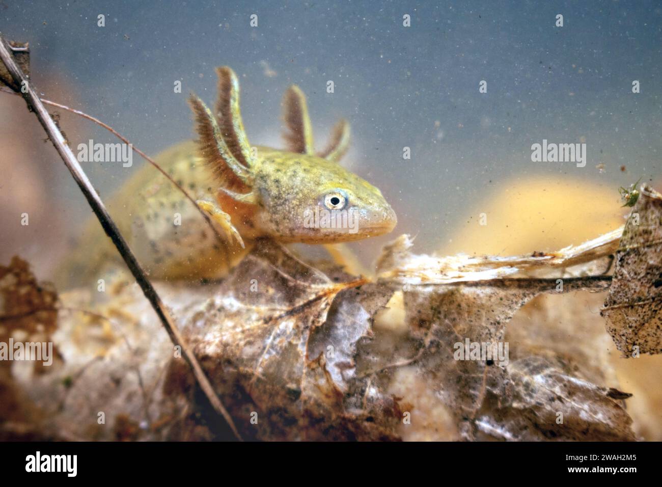 Amphibian larvas hi-res stock photography and images - Alamy