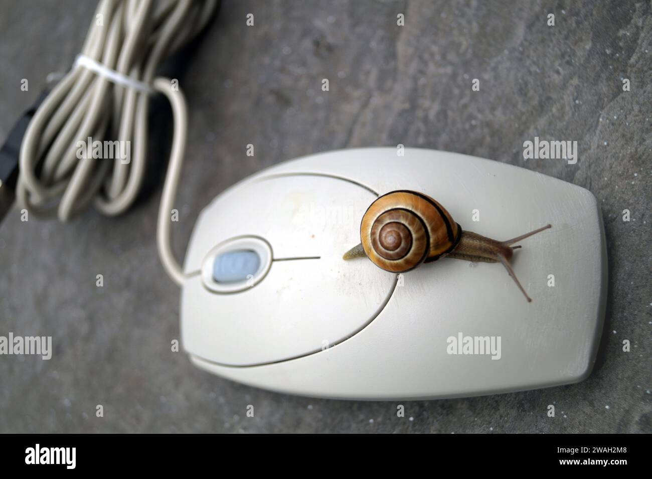 snail on computer mouse, symbolic image of a slow PC Stock Photo - Alamy