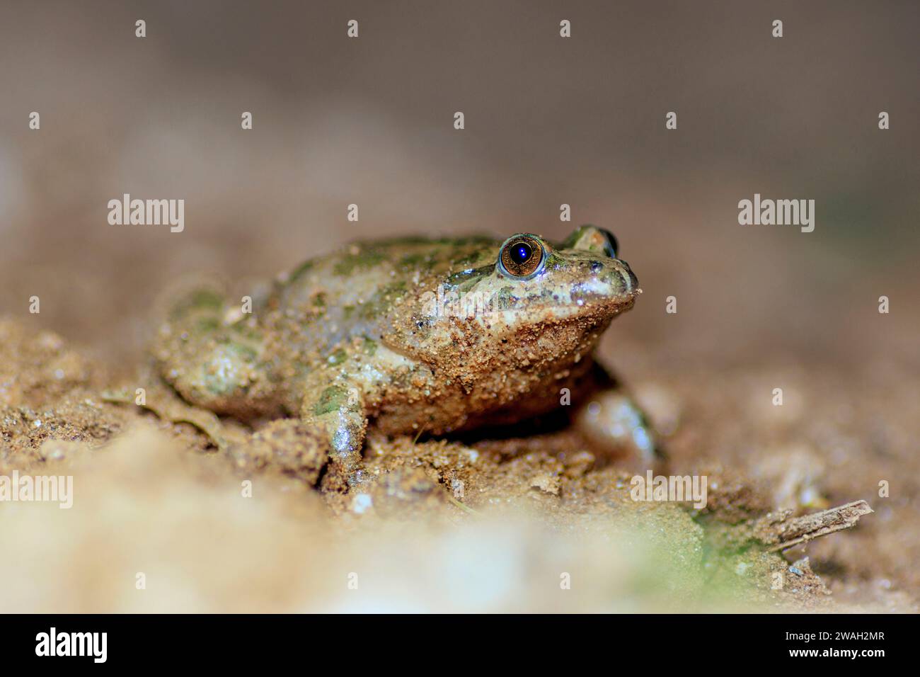 painted frog (Discoglossus pictus), sitting on the ground, side view ...