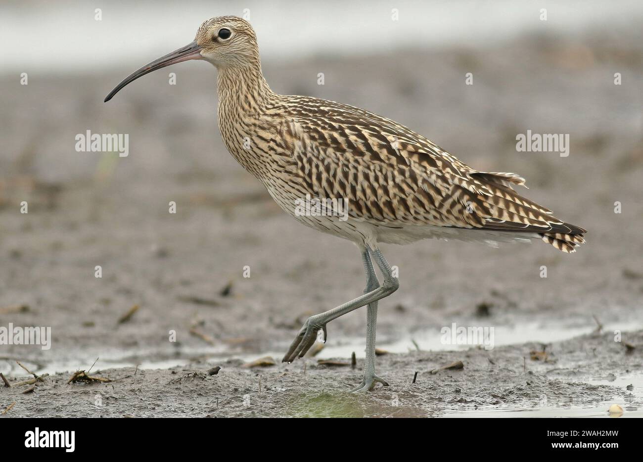 western curlew, Eurasian curlew, common curlew (Numenius arquata ...