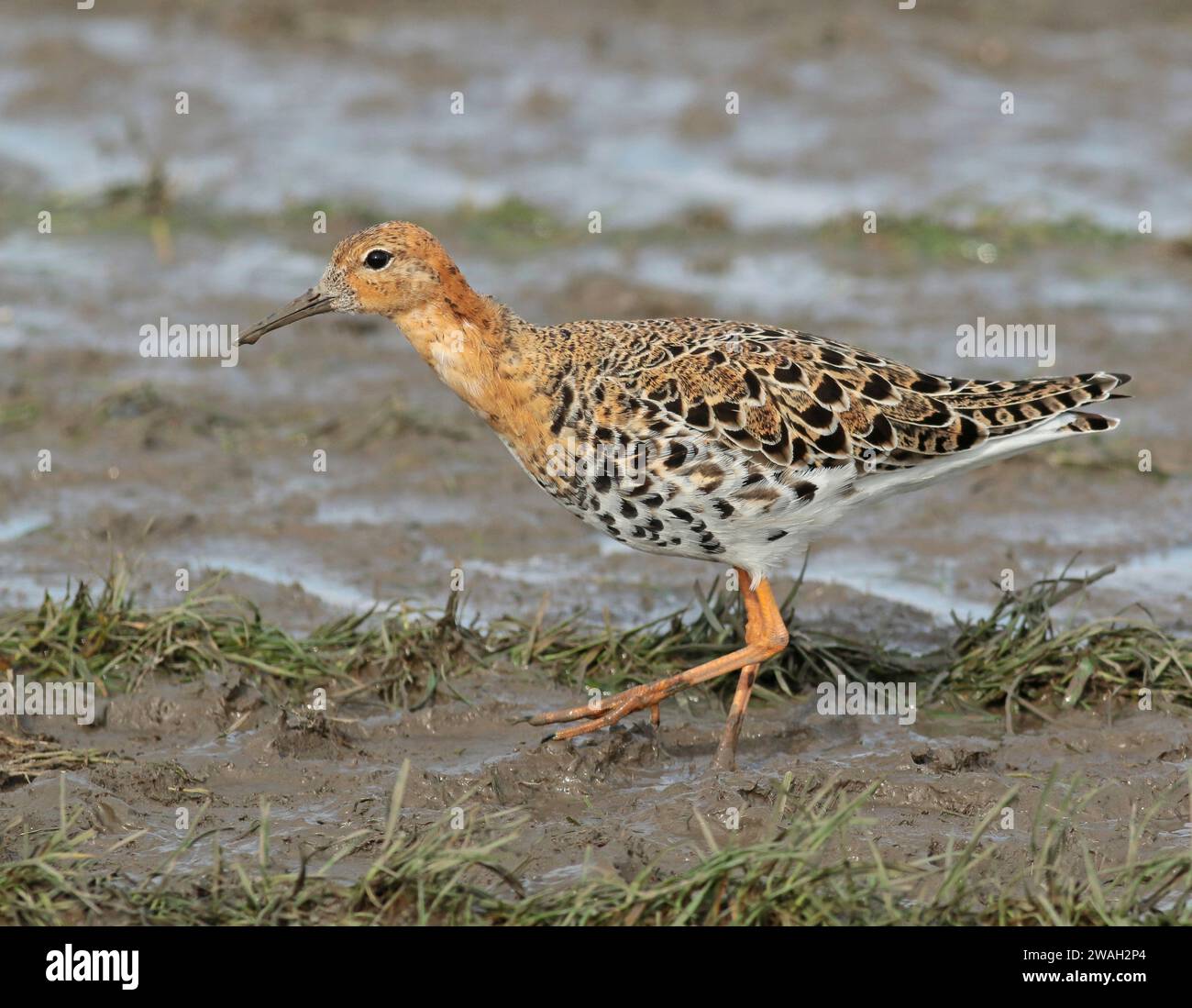 ruff (Alidris pugnax, Philomachus pugnax, Calidris pugnax), male ...