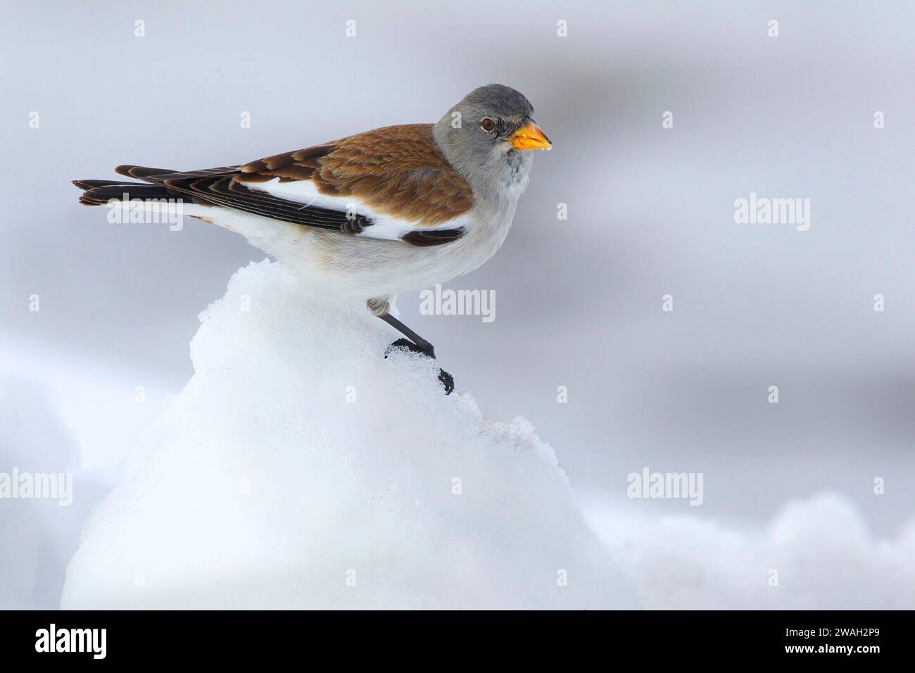 white-winged snow finch (Montifringilla nivalis), male perching on a ...