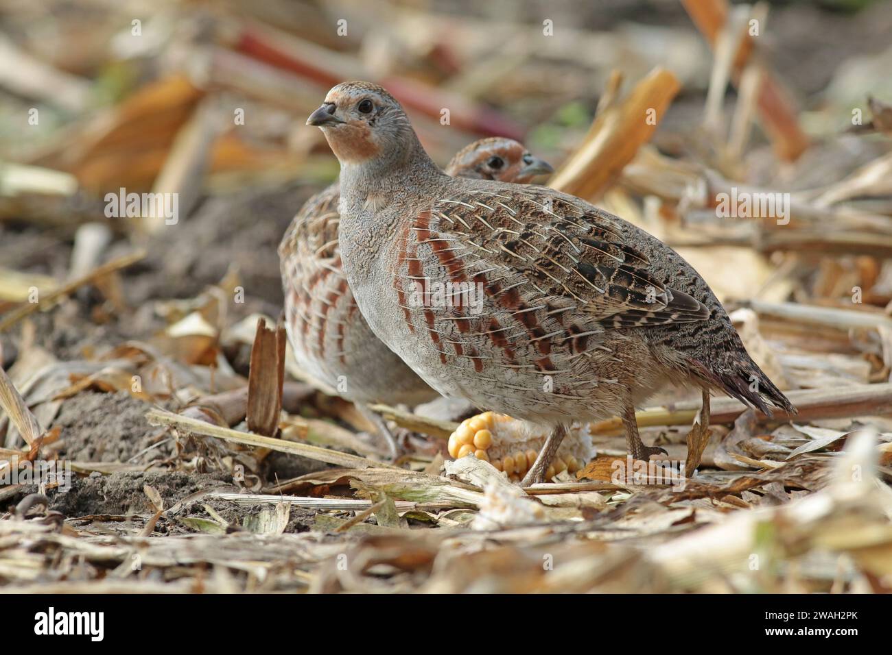 grey partridge, gray-legged partridge, English partridge, Hungarian ...