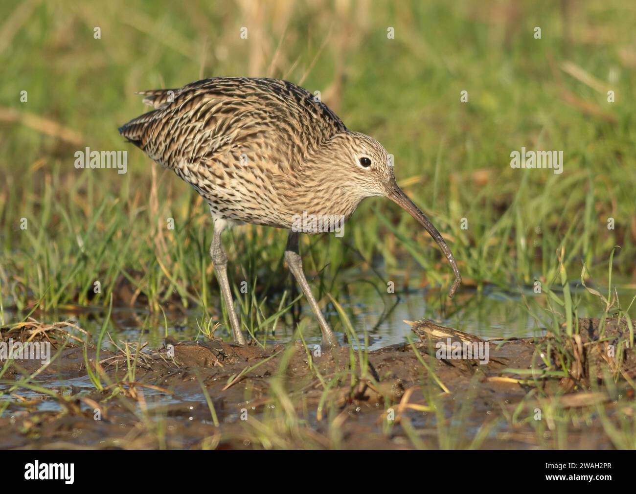 western curlew, common curlew, Eurasian curlew (Numenius arquata ...