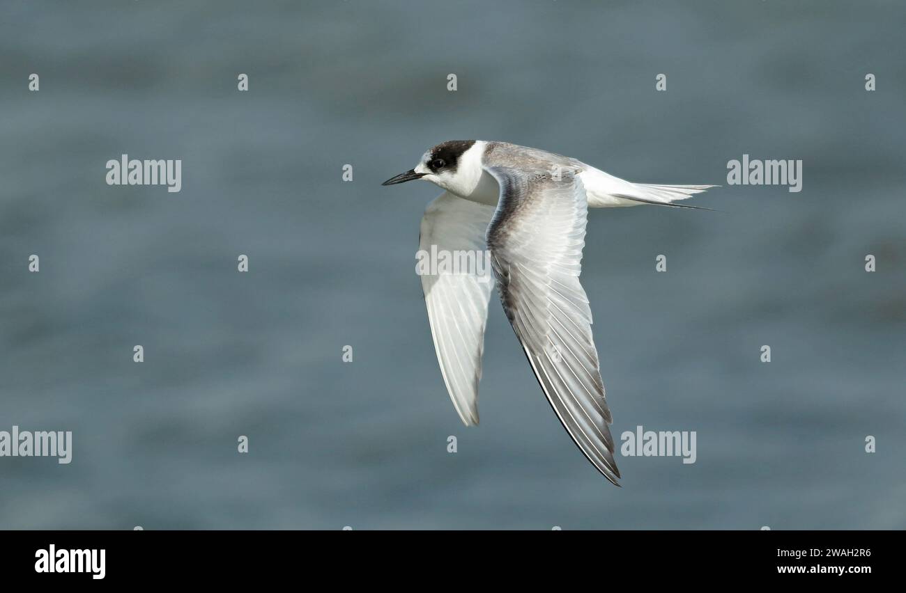 arctic tern (Sterna paradisaea), young bird in flight, side view ...