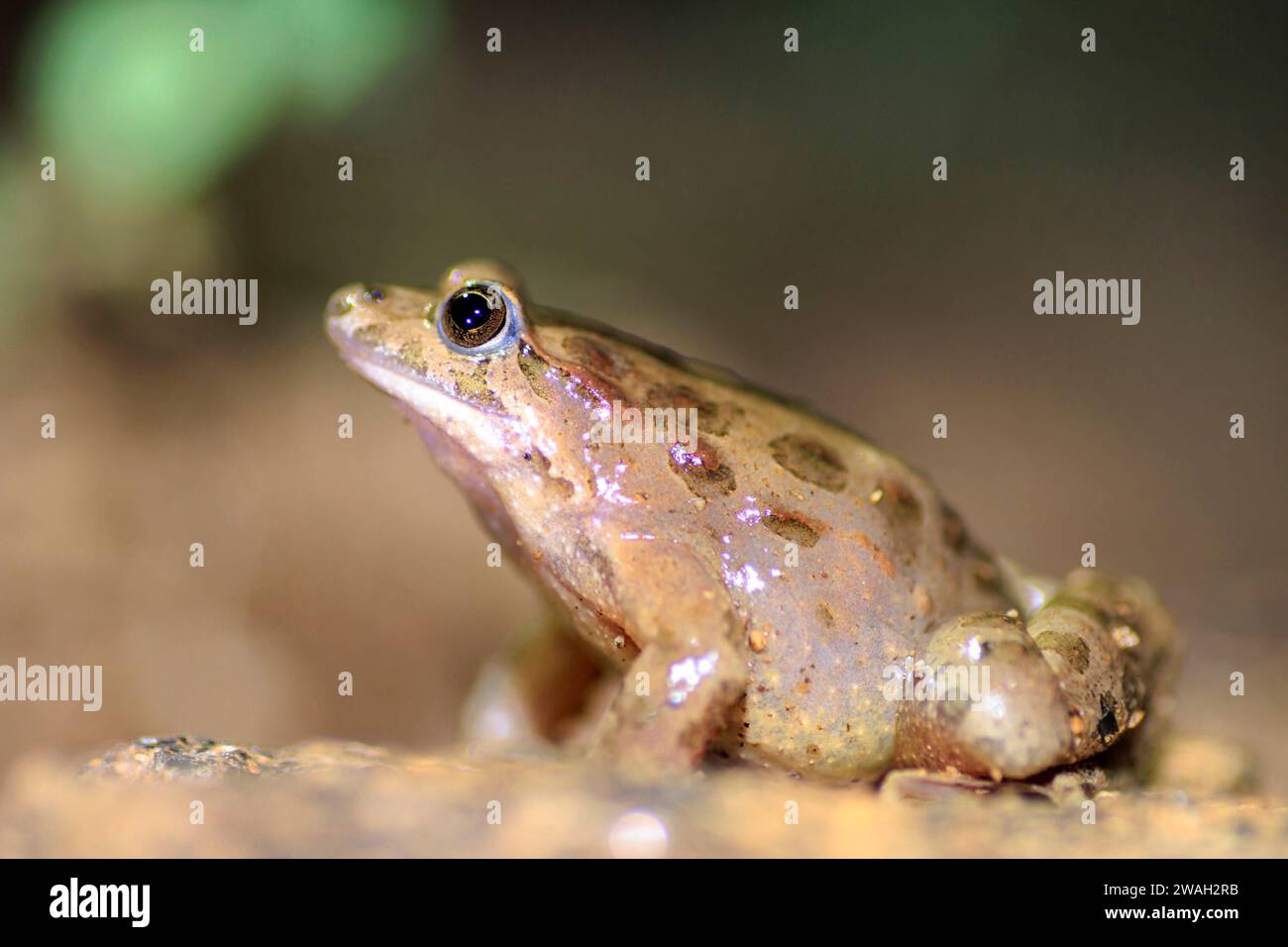 painted frog (Discoglossus pictus), sitting on the ground, side view ...