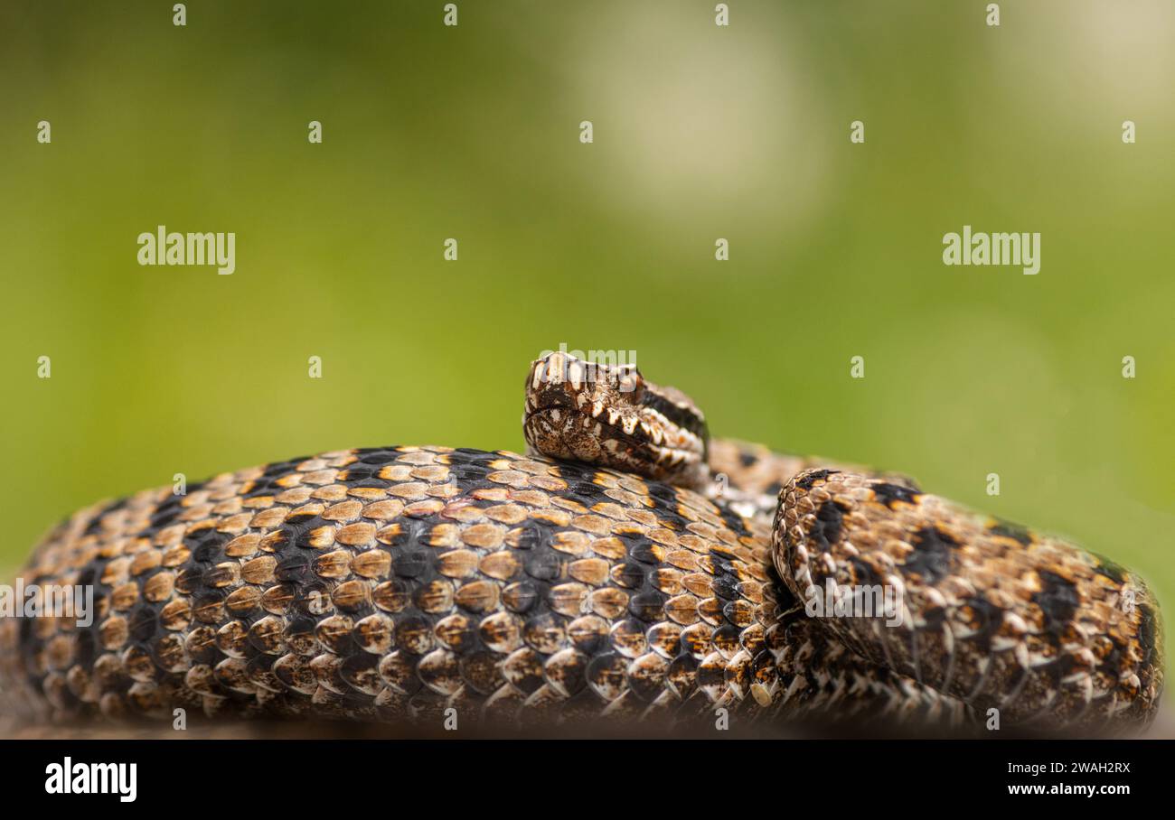 Aspis viper france hi-res stock photography and images - Alamy