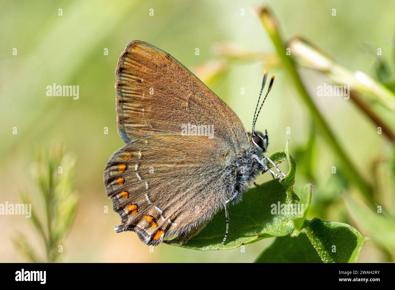 false ilex hairstreak (Satyrium esculi), sitting on a leaf, side view ...