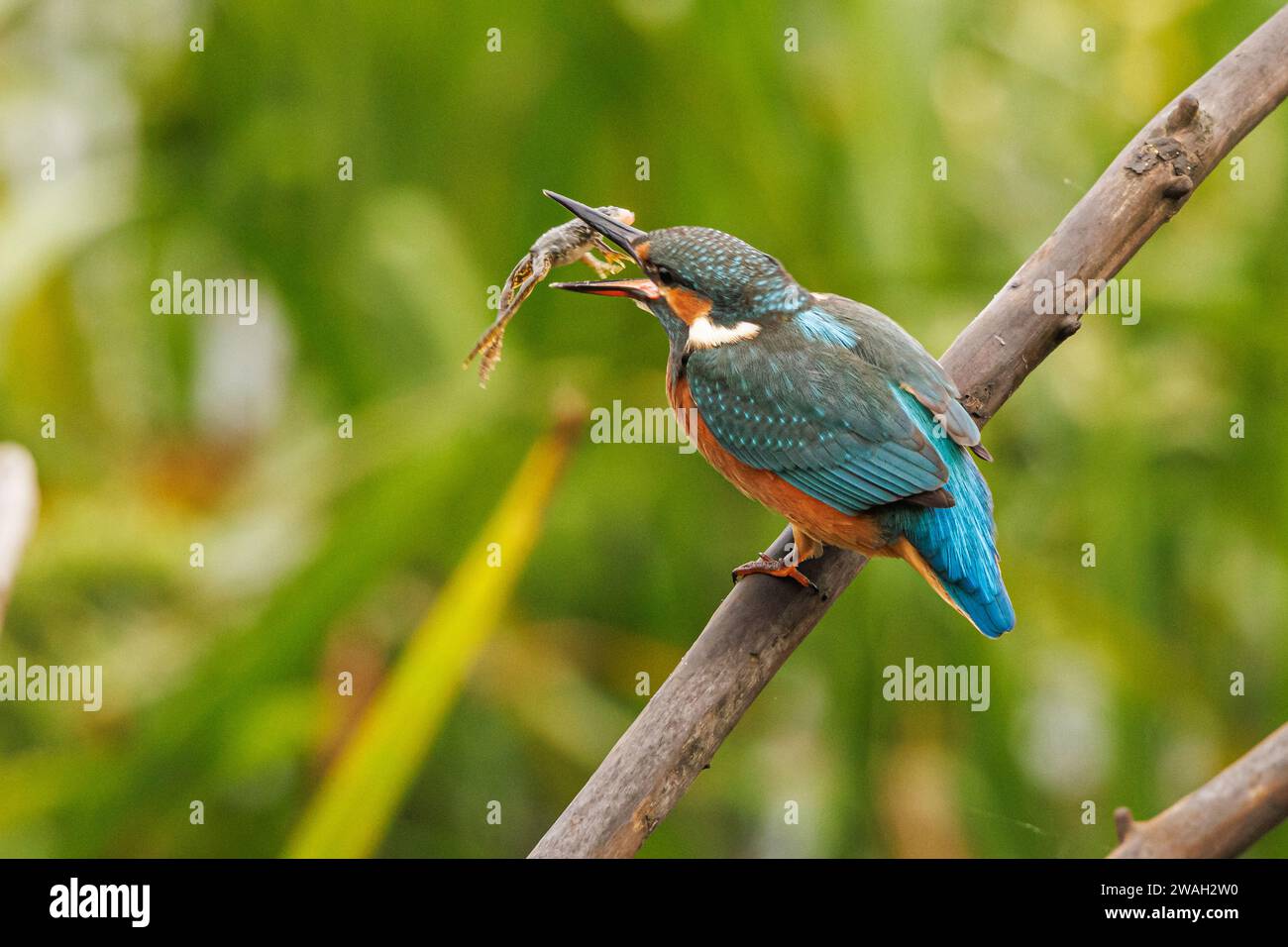 river kingfisher (Alcedo atthis), female throwing captured green frog ...