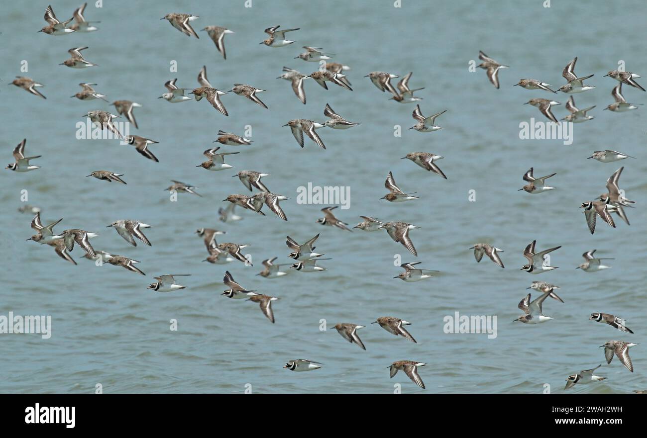 Caldiris alba hi-res stock photography and images - Alamy