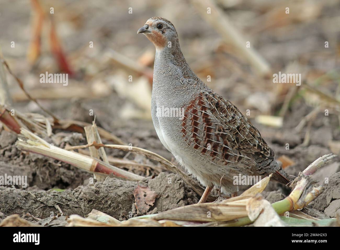 grey partridge, gray-legged partridge, English partridge, Hungarian partridge, hun (Perdix ...