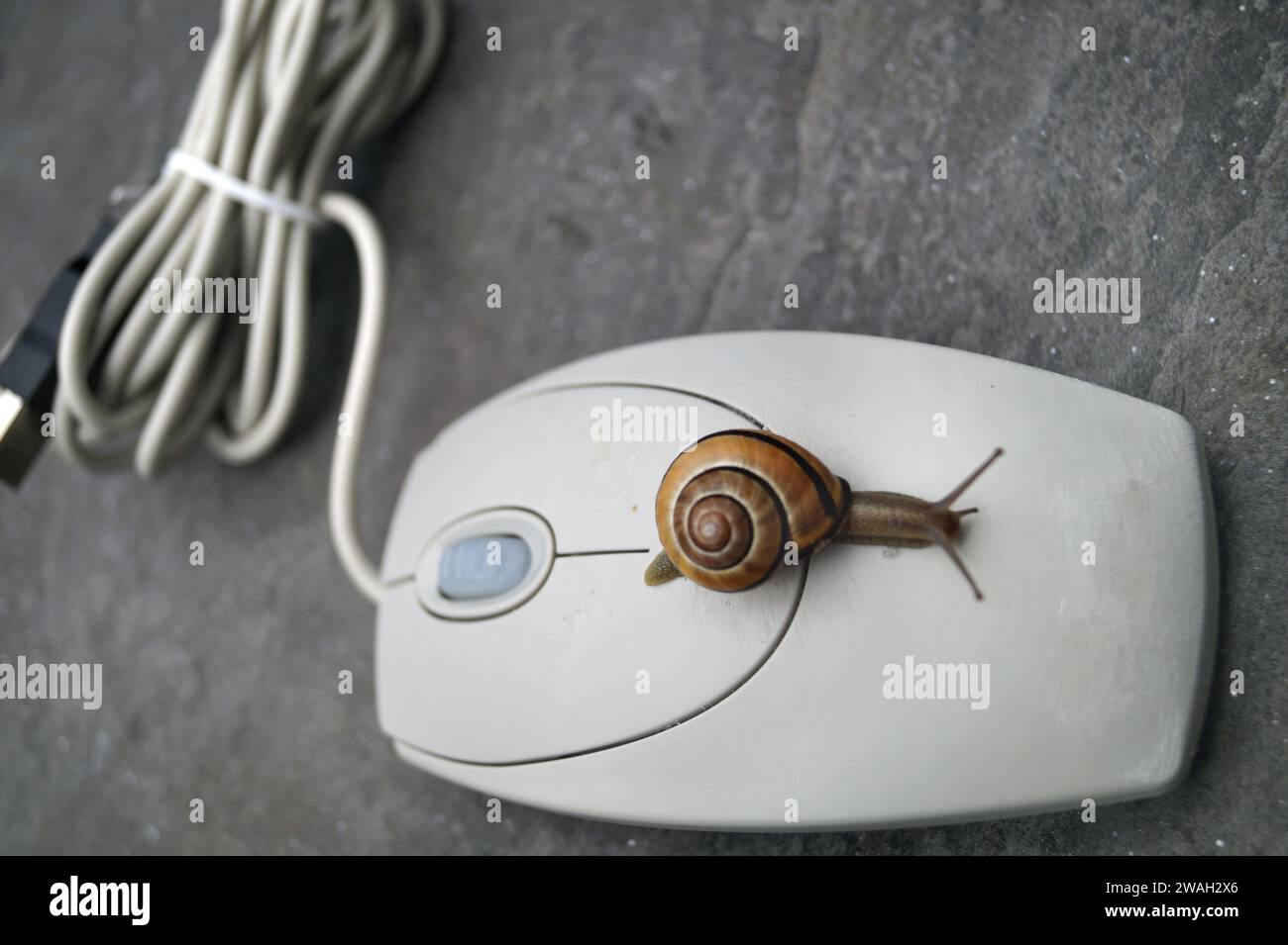 snail on computer mouse, symbolic image of a slow PC Stock Photo - Alamy