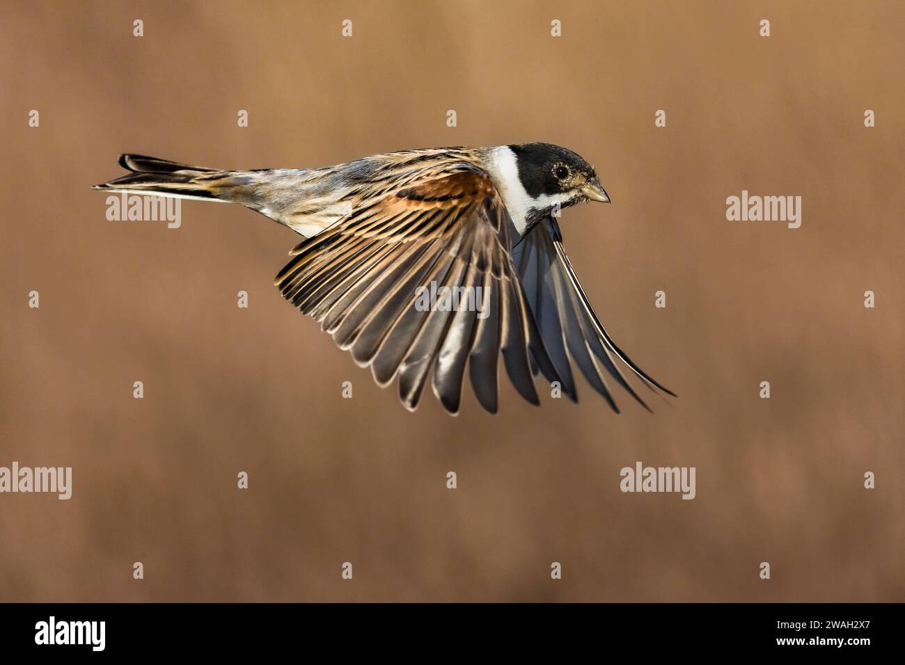 reed bunting, common reed bunting (Emberiza schoeniclus), flying male ...