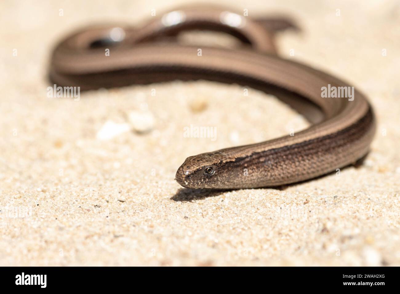 European slow worm, blindworm, slow worm (Anguis fragilis), on sandy ...