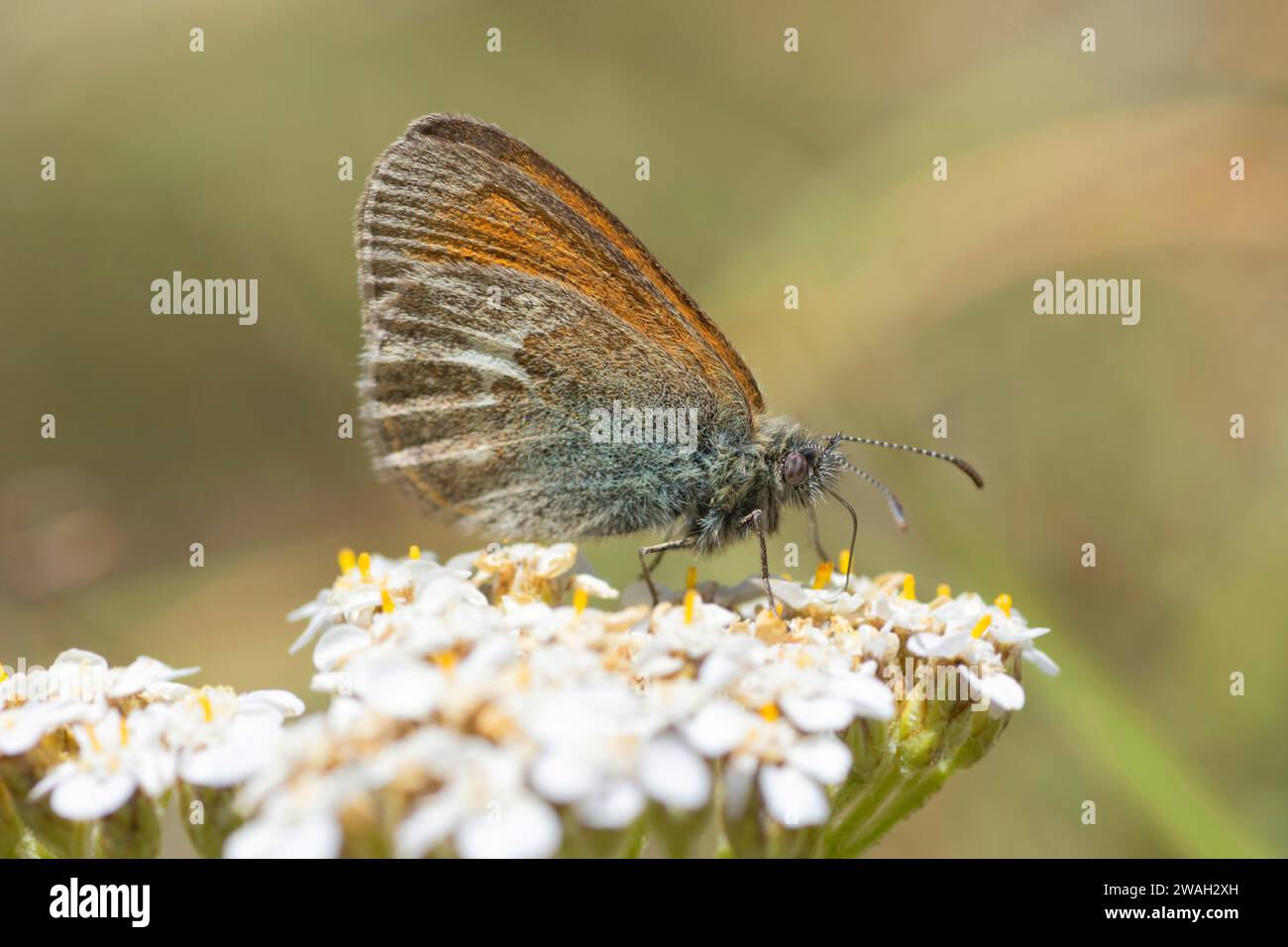 Chestnut heath (Coenonympha glycerion, Coenonympha iphis), sucking ...
