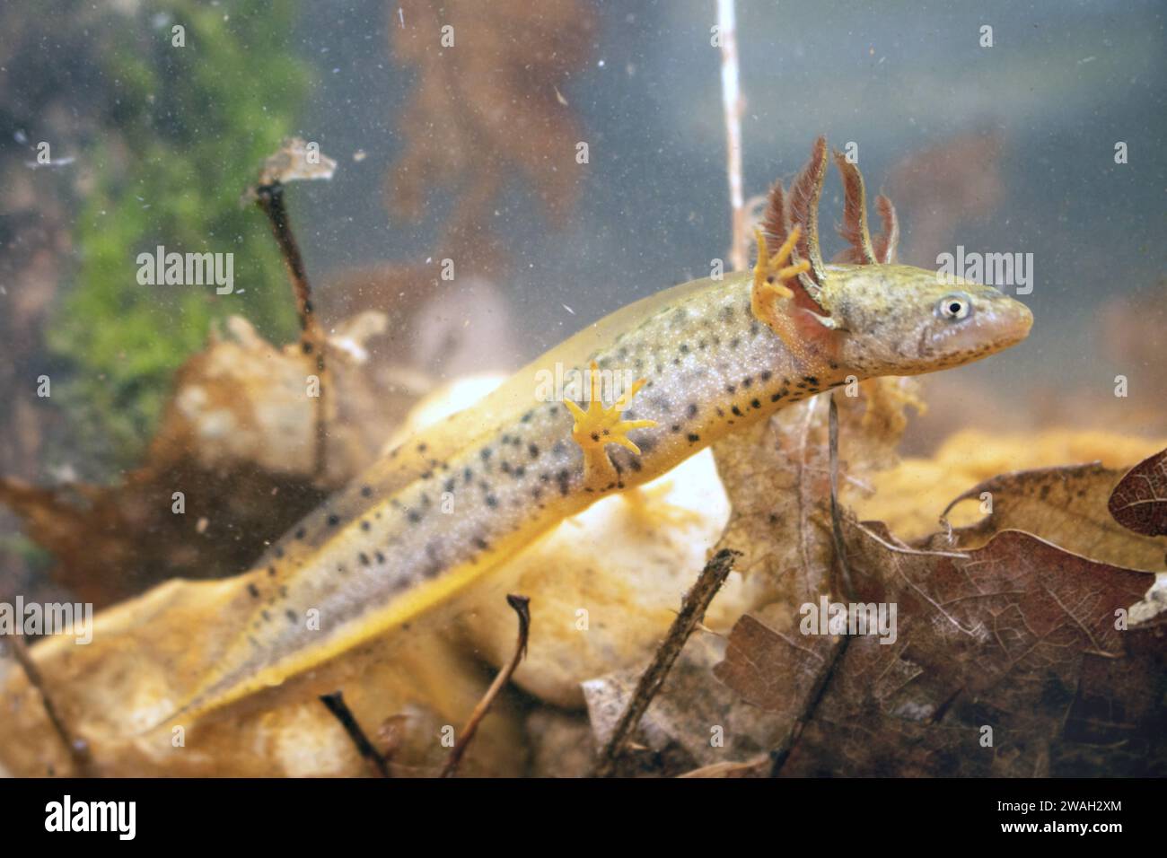 Amphibian larvas hi-res stock photography and images - Alamy