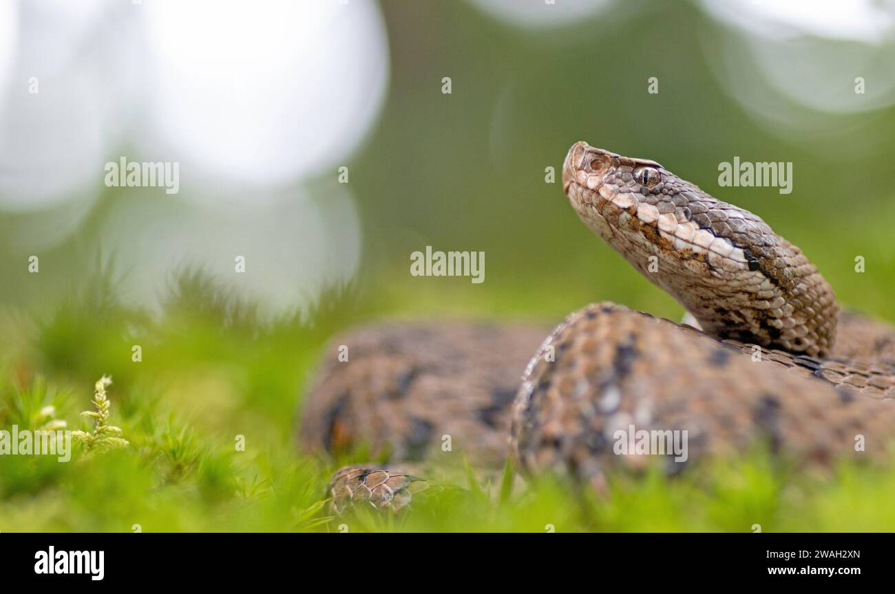 asp viper, aspic viper (Vipera aspis), female, portrait, France, Le ...