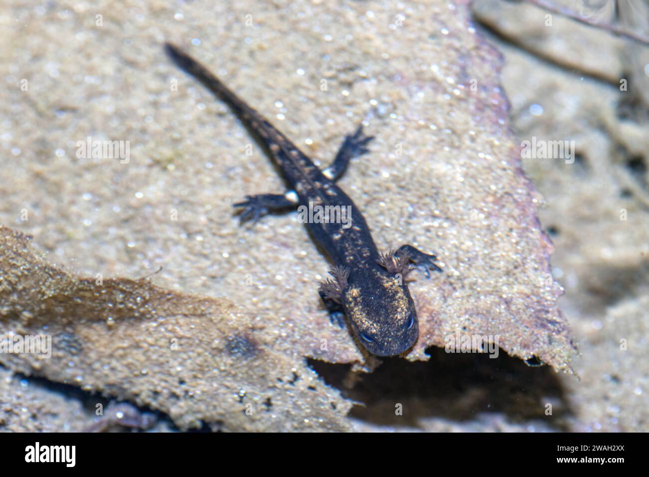 European fire salamander (Salamandra salamandra), larva with tufts of ...
