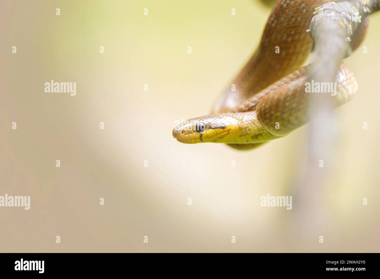 Aesculapian snake (Elaphe longissima, Zamenis longissimus), hanging at ...