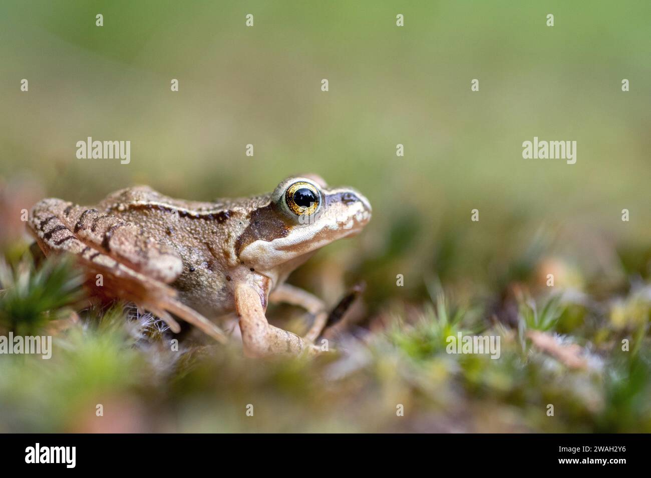 common frog, grass frog (Rana temporaria), full-length portrait, side ...