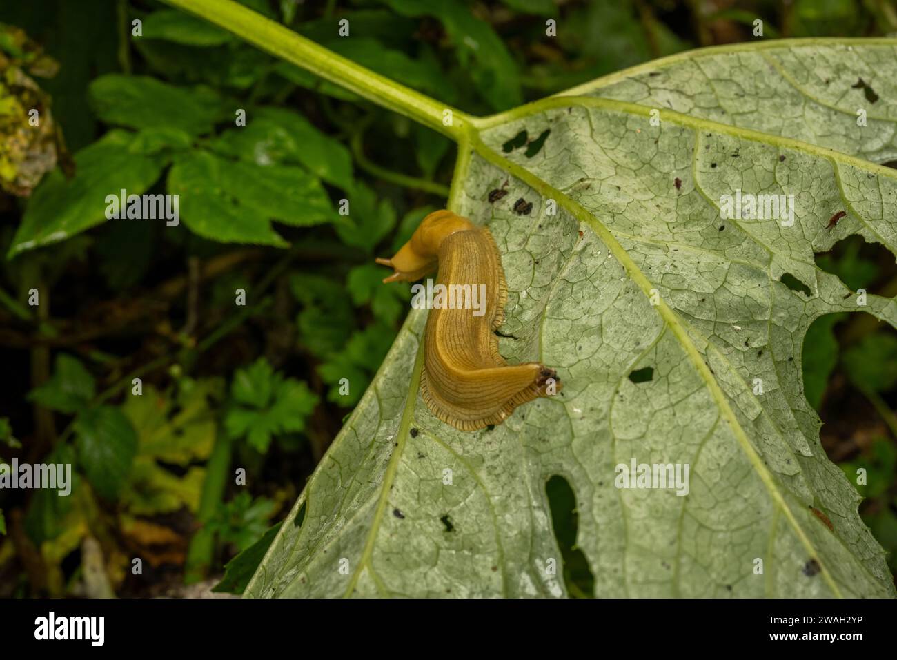 Large Banana Slug Crawls Across The Back Side Of Wet Leaf in Redwood ...