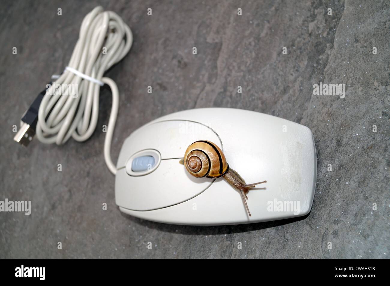 snail on computer mouse, symbolic image of a slow PC Stock Photo - Alamy