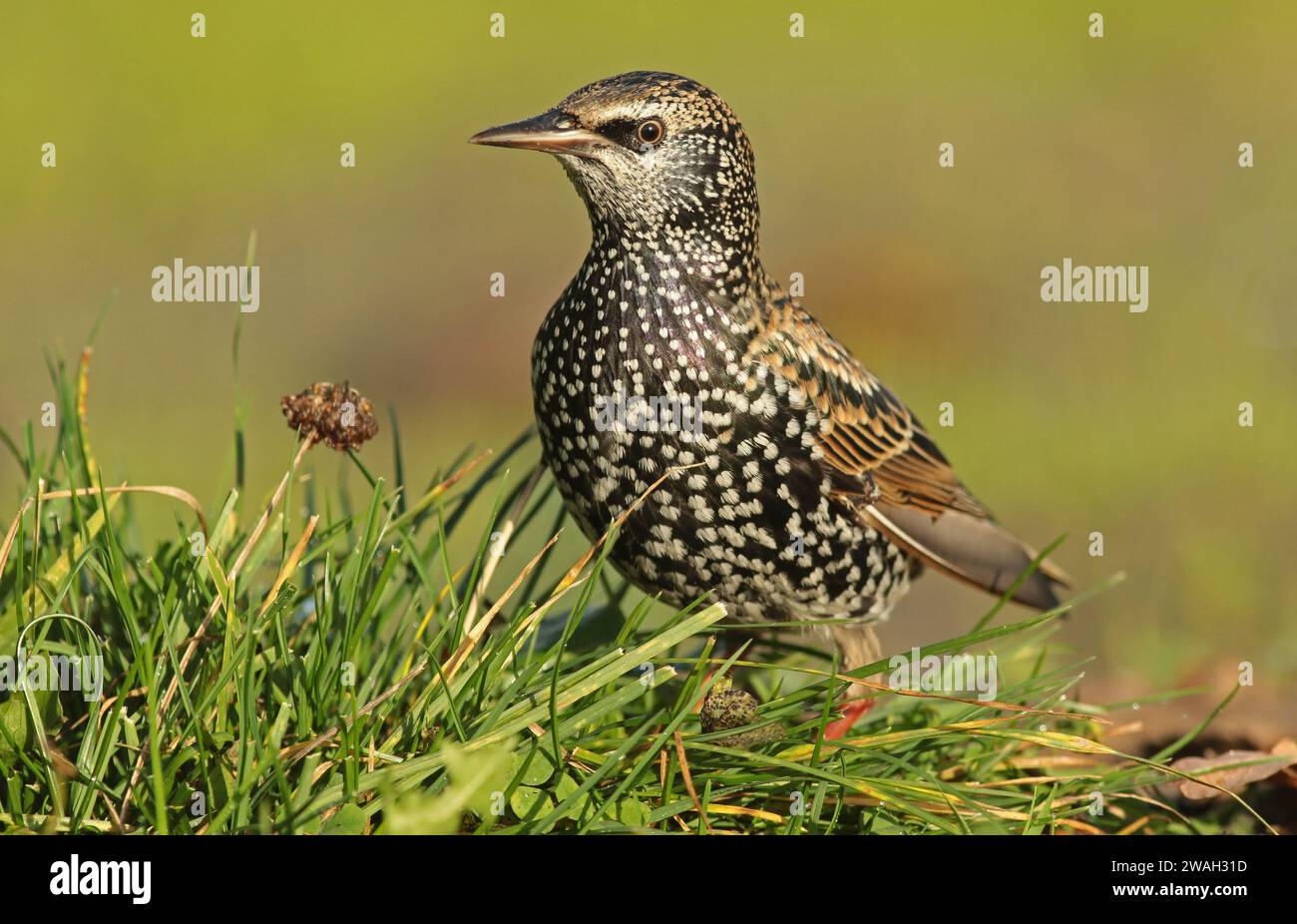 common starling (Sturnus vulgaris), searches for food in the grass ...