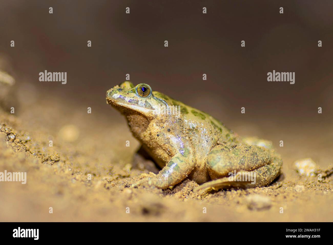 painted frog (Discoglossus pictus), sitting on the ground, side view ...