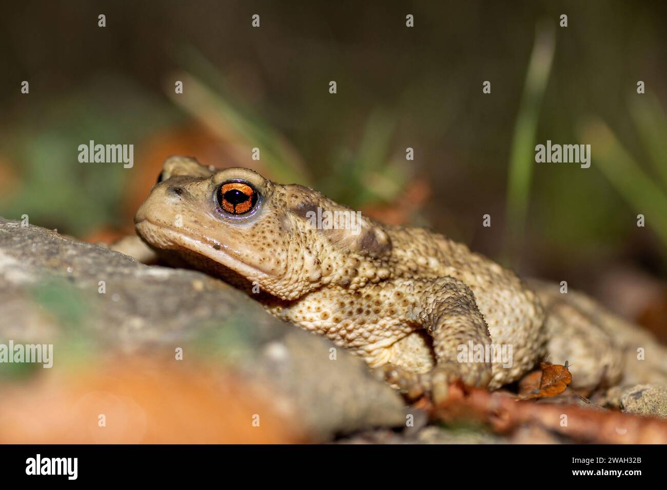 European common toad (Bufo bufo spinosus, Bufo spinosus), lying on a ...