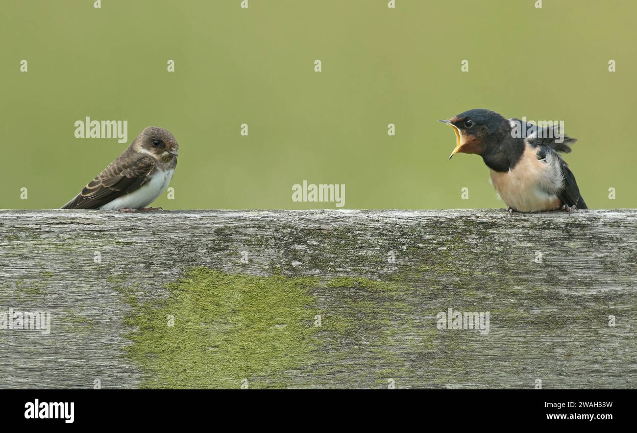 sand martin (Riparia riparia), juvenile barn swallow yelling at a ...