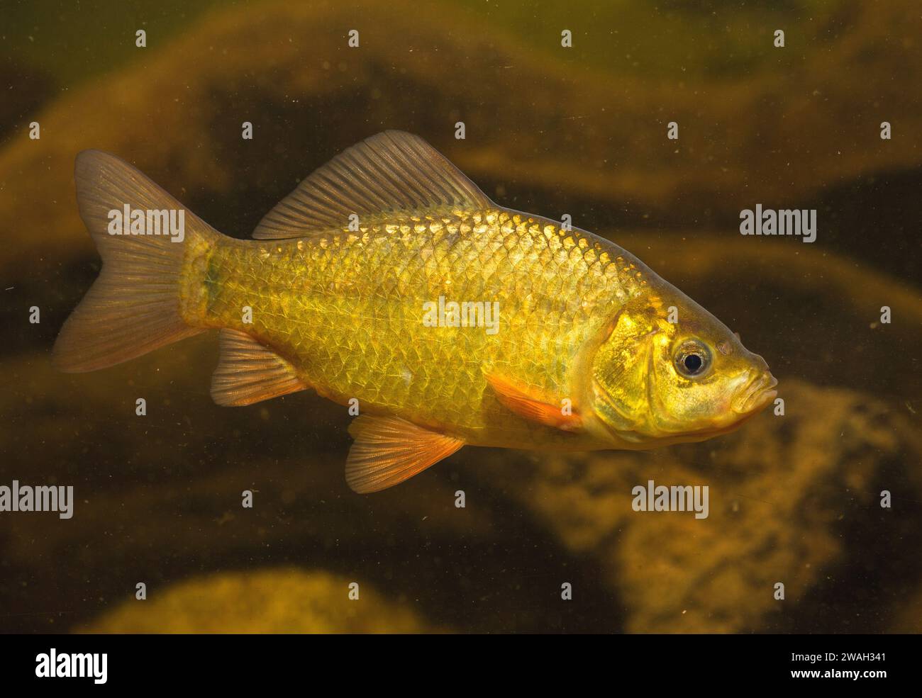 Crucian carp (Carassius carassius), with typical tail root spot Stock ...