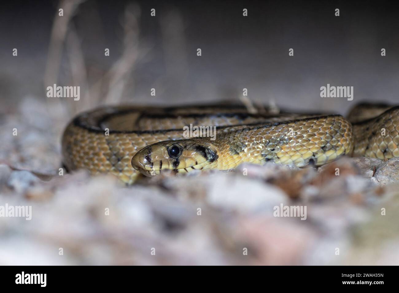 Ladder snake elaphe scalaris rhinechis hi-res stock photography and ...
