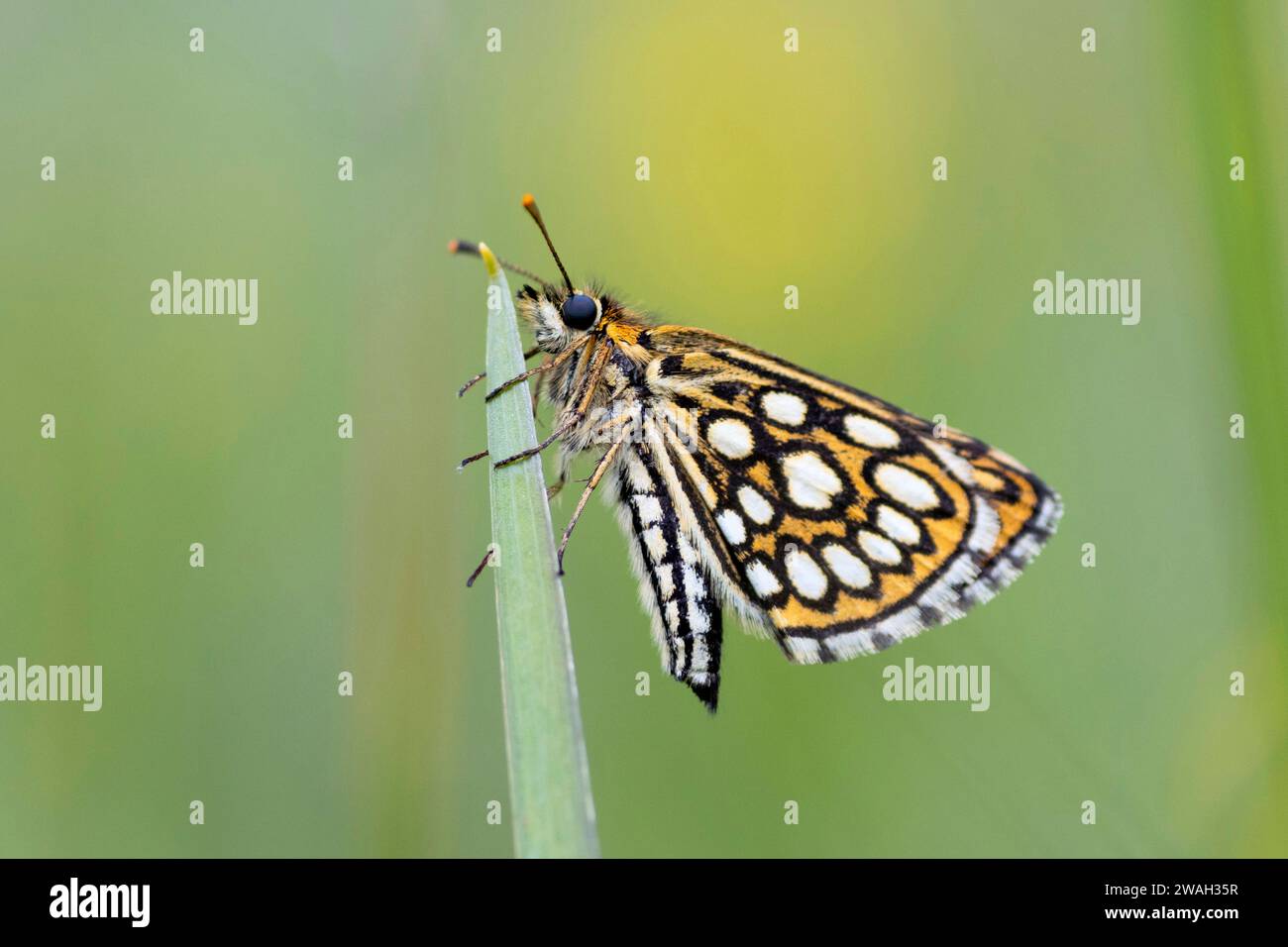 large chequered skipper (Heteropterus morpheus), sitting at a blade of ...