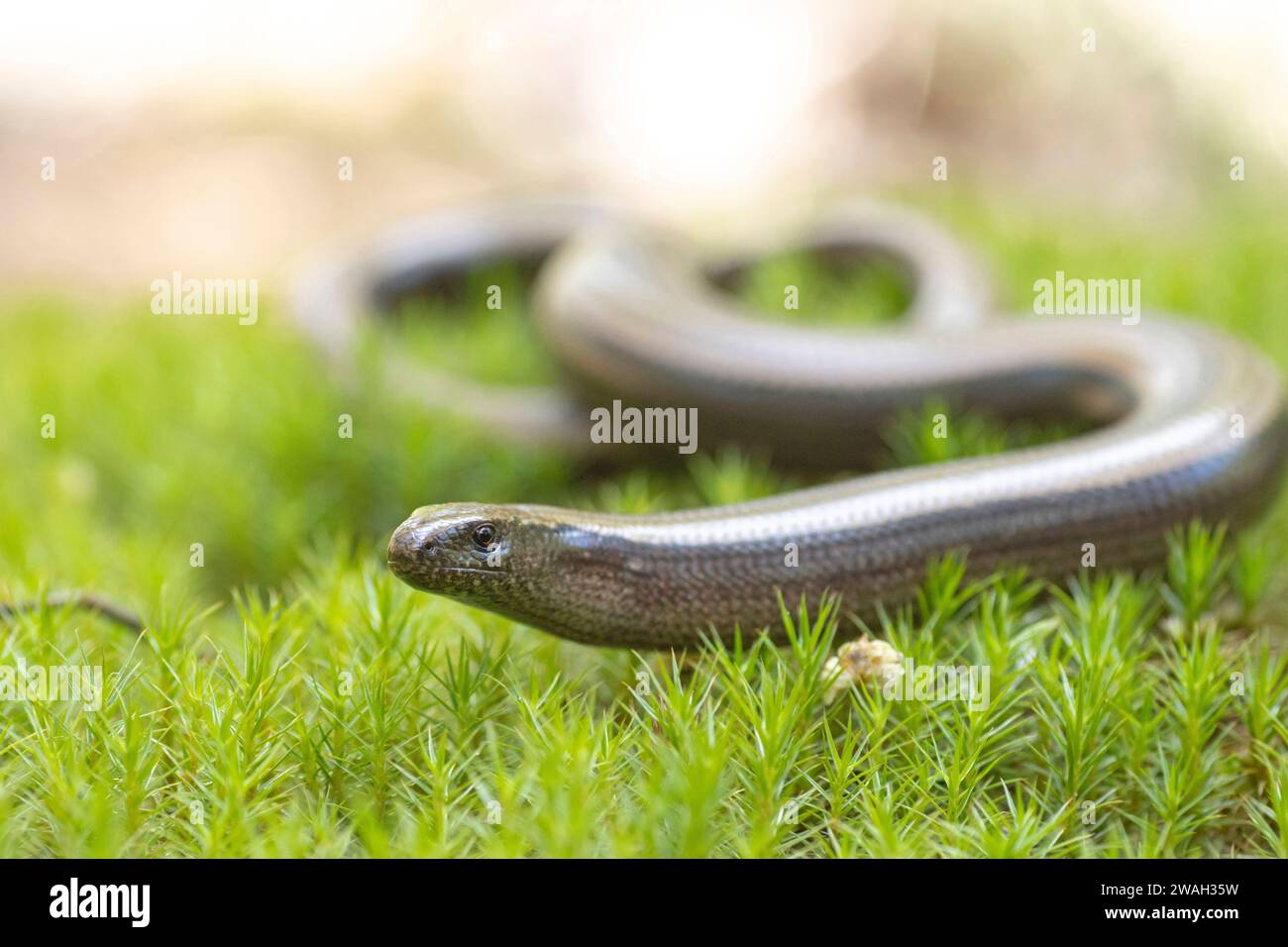 Deaf adders hi-res stock photography and images - Alamy