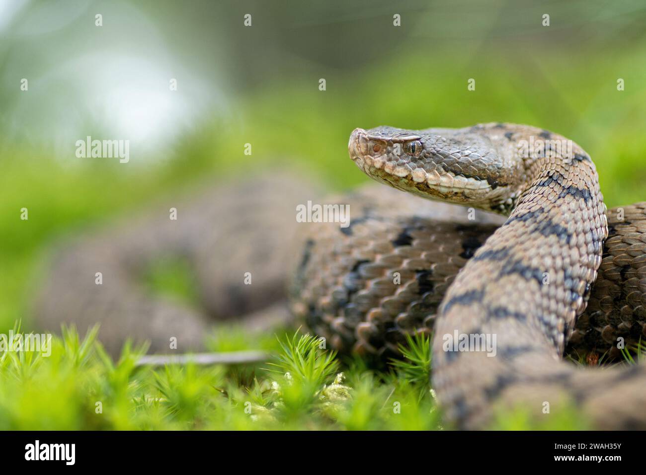 asp viper, aspic viper (Vipera aspis), female, portrait, France, Le ...