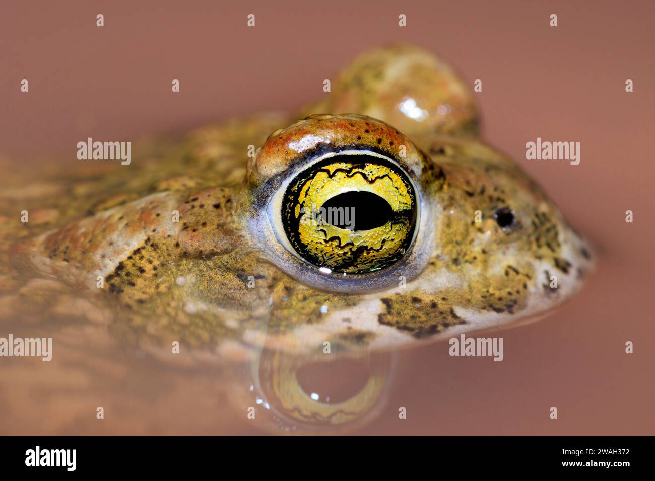natterjack toad, natterjack, British toad (Bufo calamita, Epidalea ...