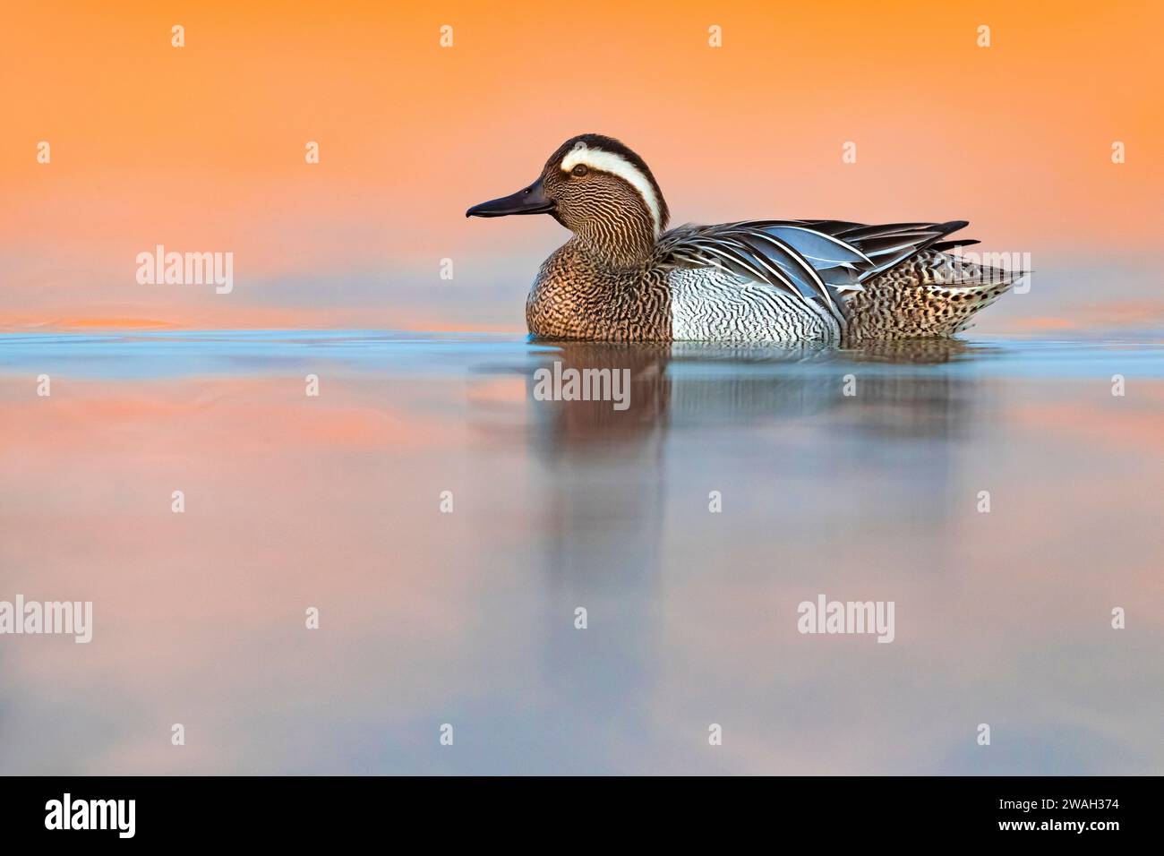 garganey (Anas querquedula), drake in breeding plumage swimming in the ...