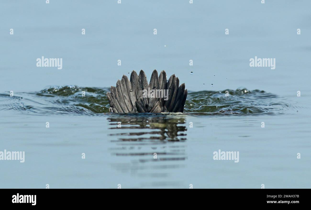 common goldeneye (Bucephala clangula), tail feathers of a diving drake ...