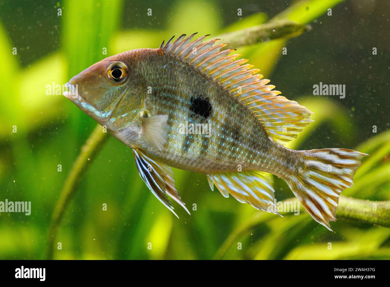 Geophagus tapajos hi-res stock photography and images - Alamy