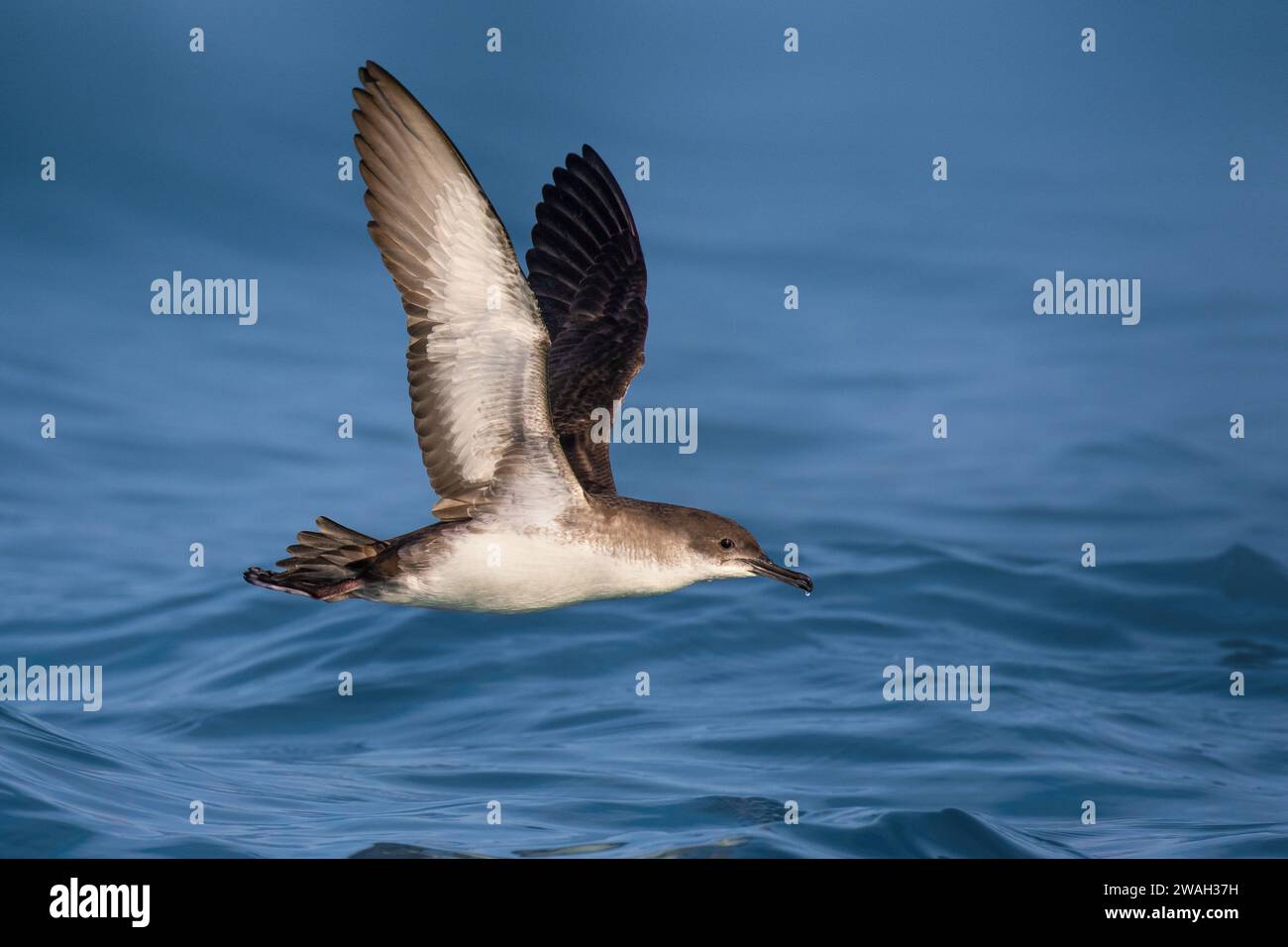 yelkouan shearwater, Mediterranean shearwater, Levantine shearwater ...