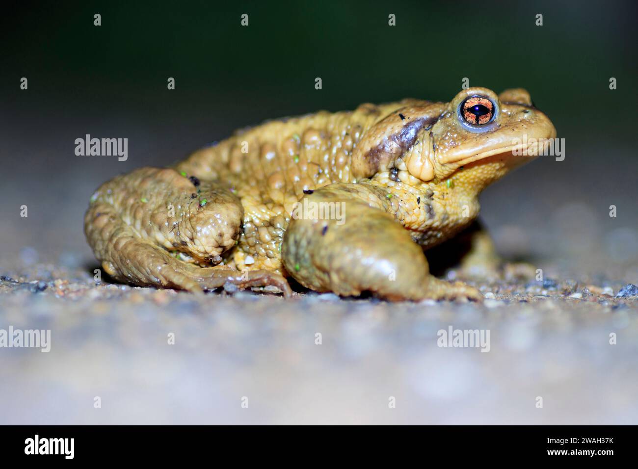 European common toad (Bufo bufo spinosus, Bufo spinosus), sitting on ...