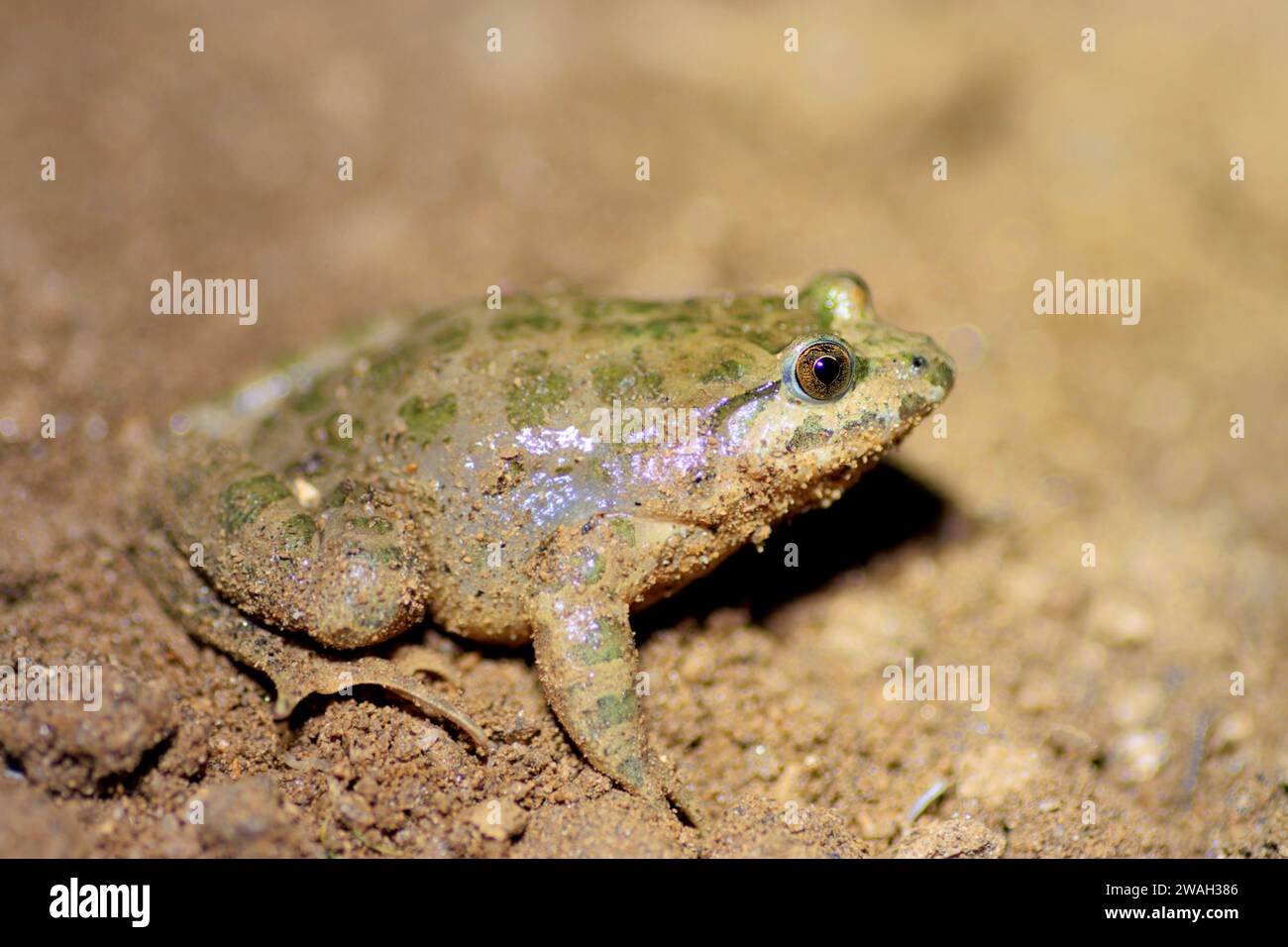 painted frog (Discoglossus pictus), sitting on the ground, side view ...