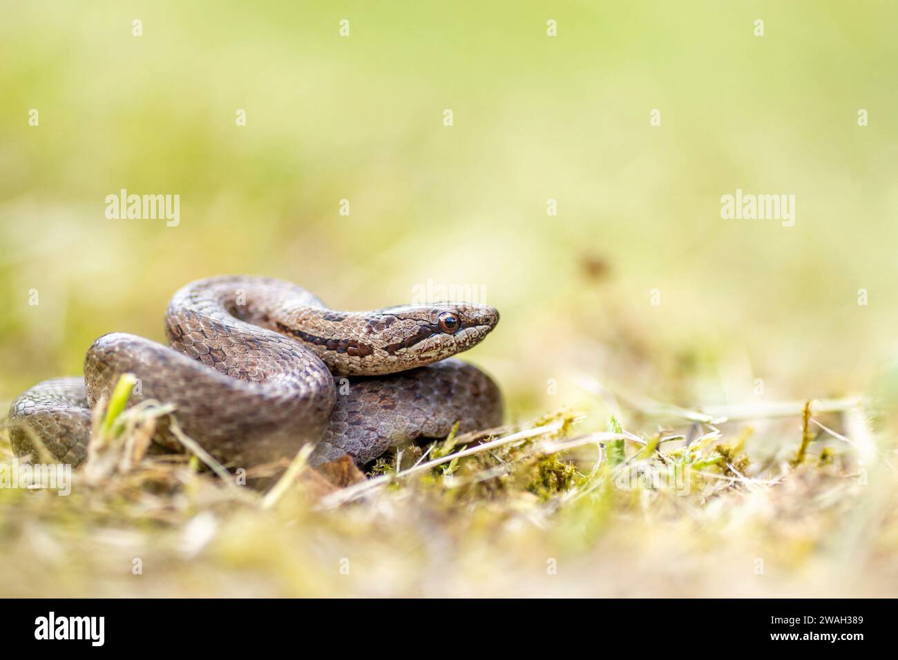 smooth snake (Coronella austriaca), in defensive posture on the ground ...