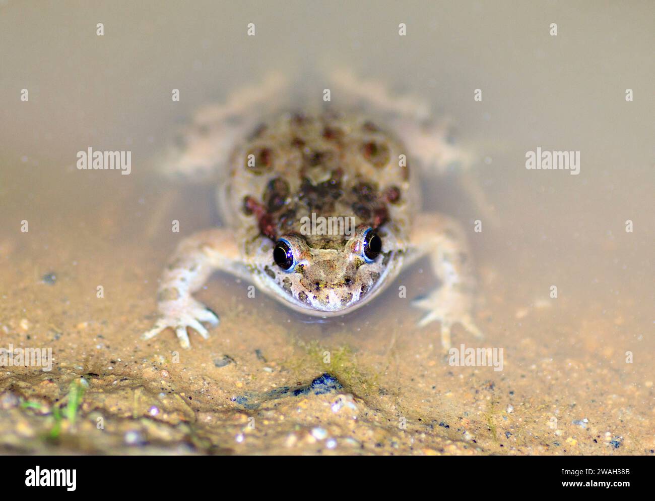 painted frog (Discoglossus pictus), looking out of the water, France ...
