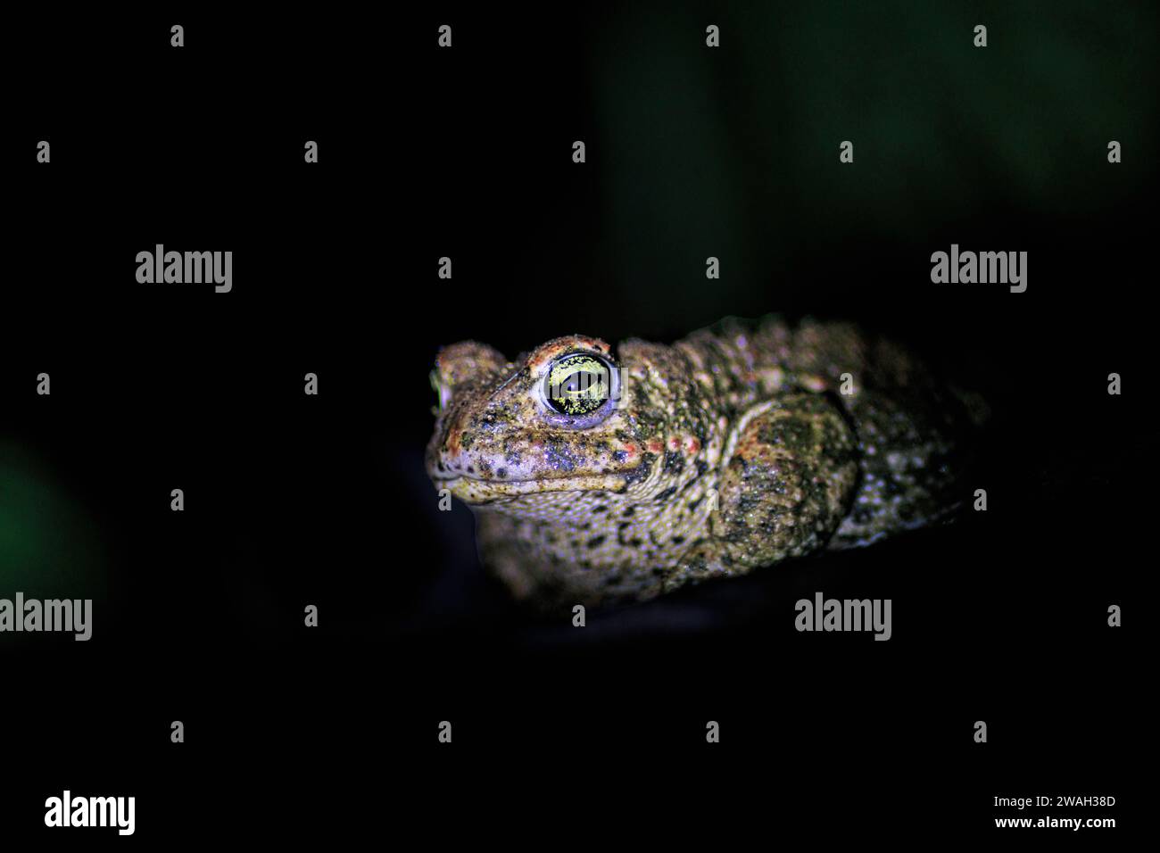 Netterjacks hi-res stock photography and images - Alamy