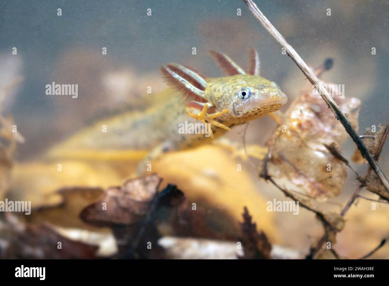 warty newt, crested newt, European crested newt (Triturus cristatus ...