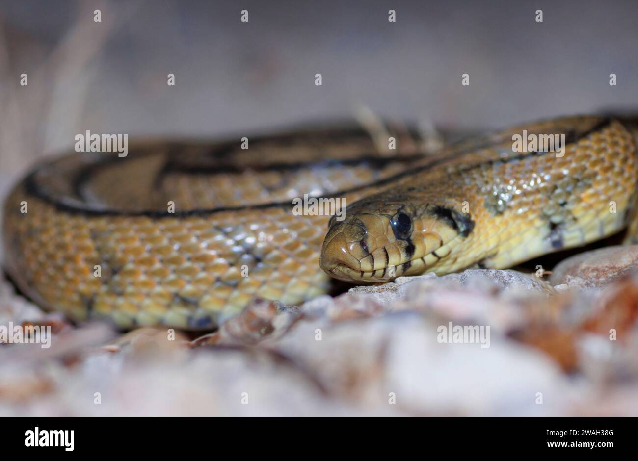 Ladder snake (Elaphe scalaris, Rhinechis scalaris, Zamenis scalaris ...